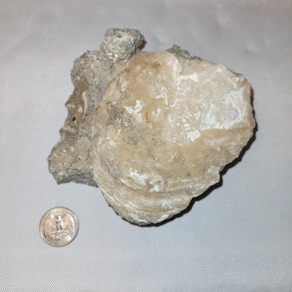 Rocks | Accents | Rare Raw Calcified Calcite Clam Fossil With Uv ...